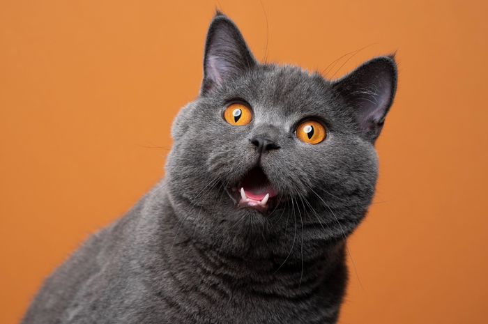 Dunia Hewan: Bukan karena Darah Rendah, Mengapa Kucing Takut Mentimun ...