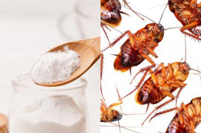 Amit-Amit Jadi Sarang Kecoak, Cuma Campur Baking Soda dan Gula Ke Dalam ...