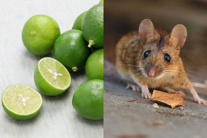 Modal 5 Butir Jeruk Nipis, Tikus Nggak Akan Berkeliaran Lagi di Rumah ...