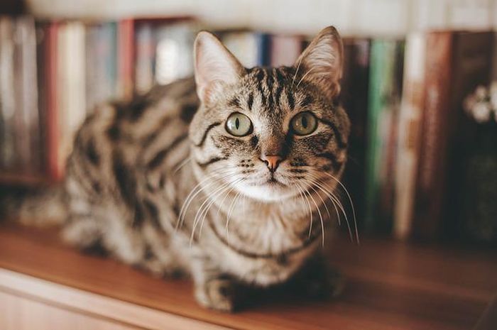 5 Aroma yang Bisa Cegah Kucing Pipis Sembarangan, Rumah Jadi Bersih dan ...