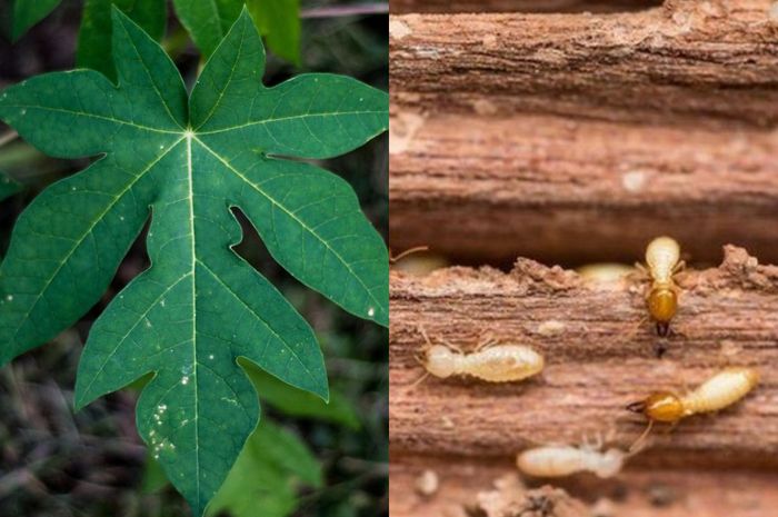 TANPA Semprotan Serangga, Rayap di Rumah Langsung Kocar-kacir, Modal ...