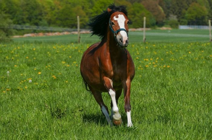 Kenapa Kuda Harus Memakai Sepatu Kuda? - Adjar