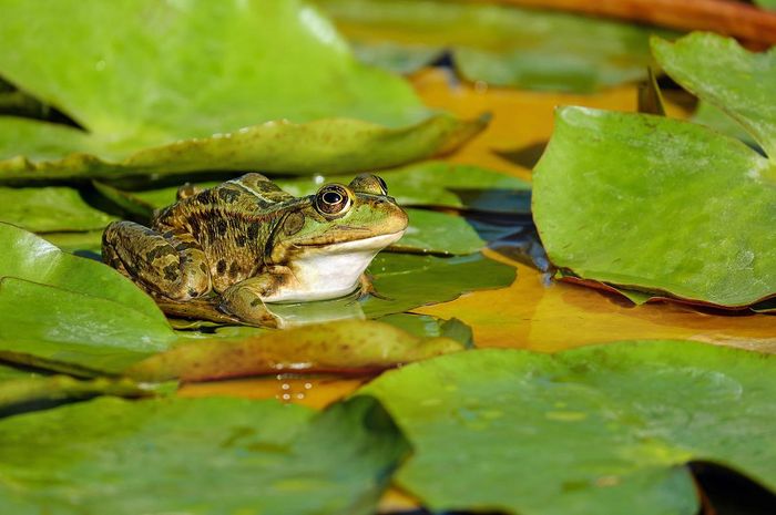 Organ Gerak pada Katak, Lengkap dengan Fungsi dan Ciri Khususnya - Bobo