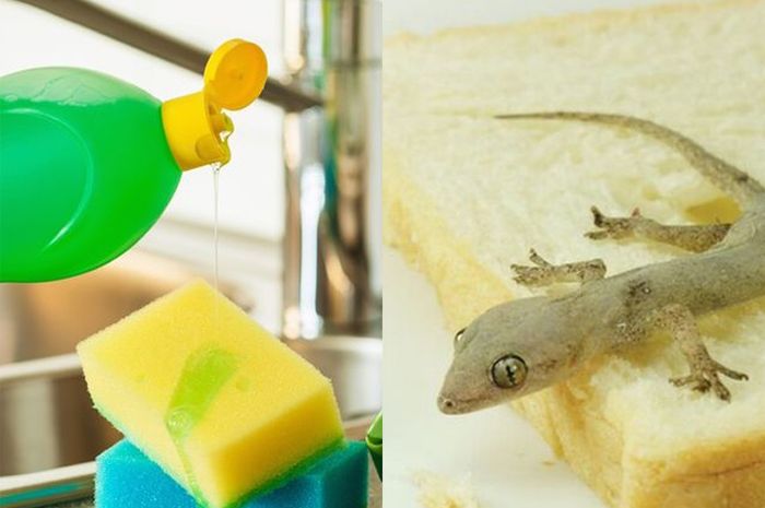 Amit-Amit Jadi Sarang Cicak, Cuma Modal Sabun Cuci Piring yang Diracik ...