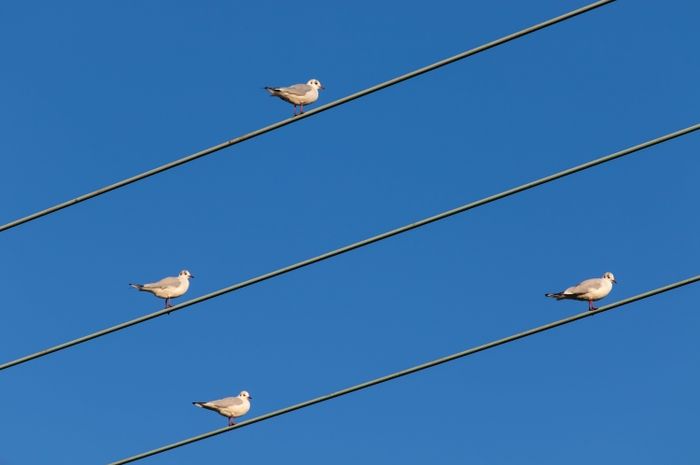 Kenapa Burung yang Hinggap di Kabel Listrik Tidak Tersetrum? - Adjar