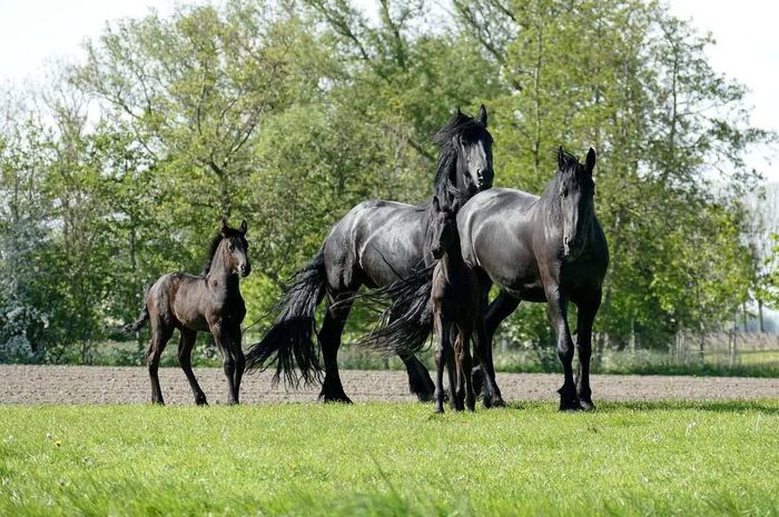5 Ras Kuda Paling Terkenal di Dunia, Salah Satunya Punya Julukan ...