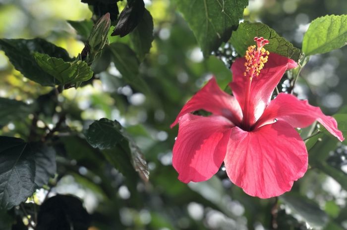 Contoh Bunga Sempurna dan Bunga Tidak Sempurna - Adjar