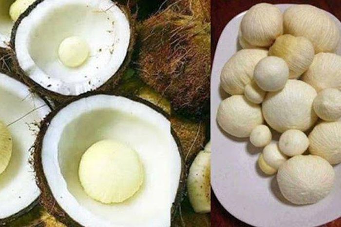 Mengenal Kentos Kelapa, Asal Tunas Kelapa yang Bisa Dimakan dan Banyak ...