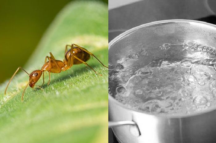 Semut Bersarang di Rumah Auto Minggat, Cuma Pakai Air Mendidih, Ampuh ...