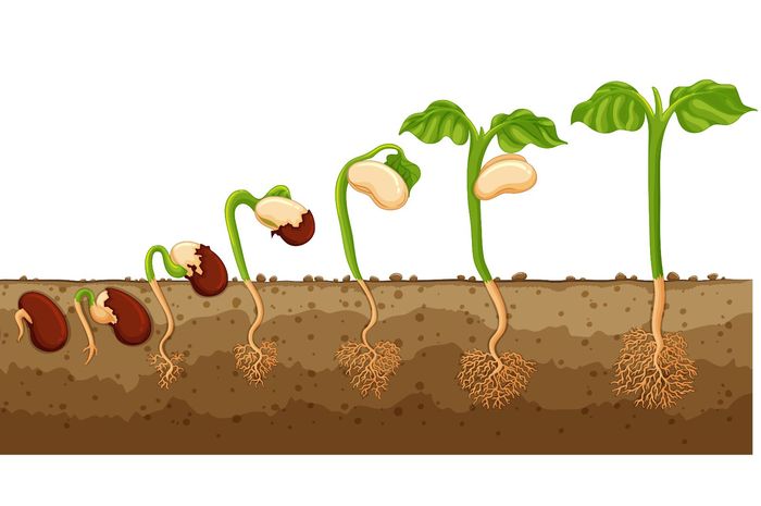 Mengenal Bagian-Bagian Biji Tumbuhan, Materi Kelas 3 SD Tema 1 - Bobo