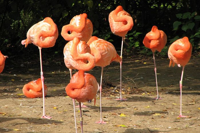 Dunia Hewan: Mengapa Burung Flamingo Berdiri dengan Satu Kaki ...