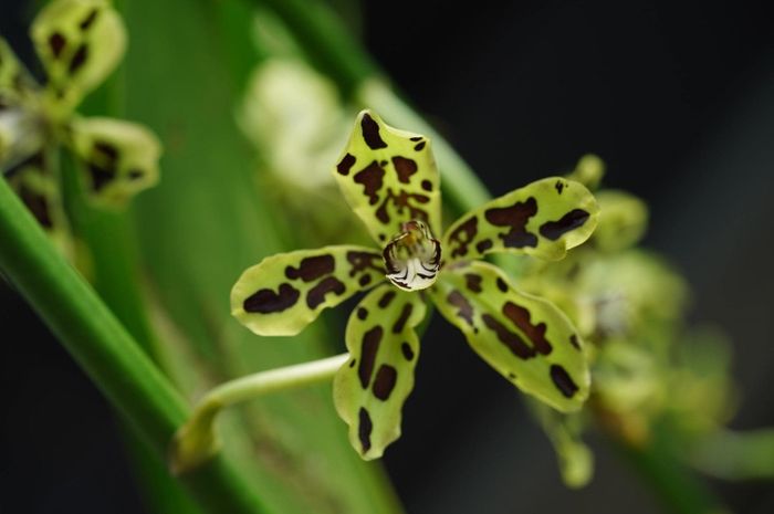 7 Jenis Flora Khas Papua Berdasarkan Persebaran Flora Di Indonesia Adjar