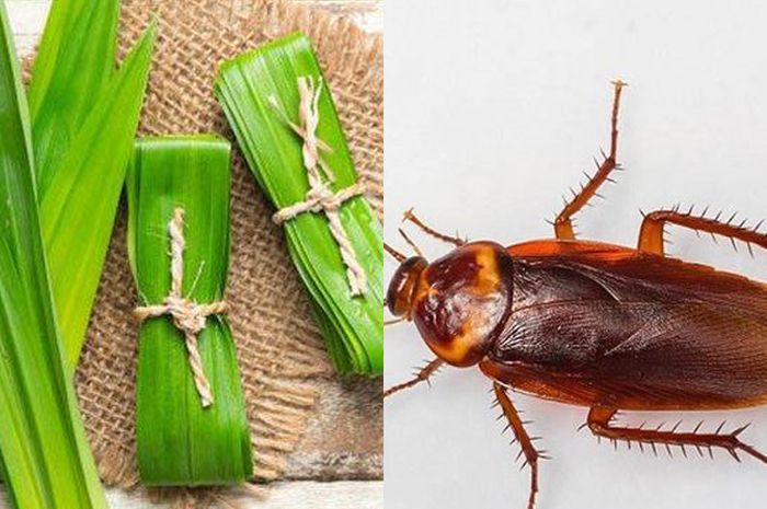 Amit-Amit Jadi Sarang Kecoak! Cukup Ambil Daun Pandan Lalu Letakkan di ...