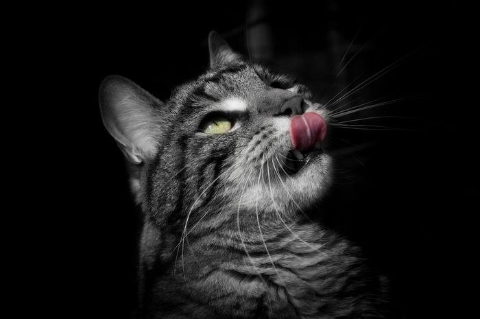 Mengapa Kucing Suka Menjulurkan Lidahnya? Ini 4 Alasan yang Belum ... Mengapa Kucing Suka Menjulurkan Lidahnya? Ini 4 Alasan yang Belum ...