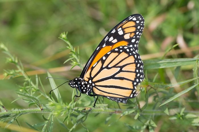 Dunia Hewan: Kupu-kupu Raja Masuk dalam Daftar Spesies Terancam Punah ...