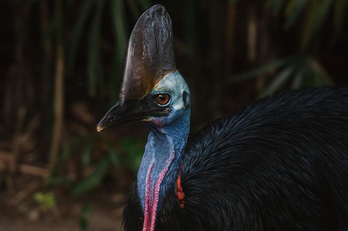 4 Burung yang Punya Julukan Sebagai Burung Paling Berbahaya di Dunia ...