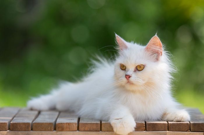 6 Ras Kucing yang Cocok untuk Dipelihara Pemula, Ada Persia hingga ...