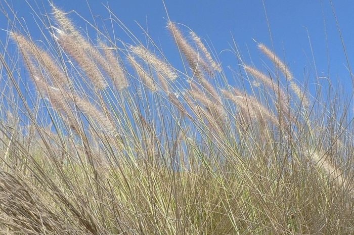 Jenis Penyebaran Biji pada Tumbuhan Berdasarkan Cara Penyebarannya - Adjar