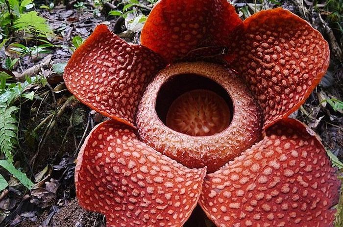 Mengenal Rafflesia Arnoldii, Puspa Langka yang Ternyata Adalah Parasit ...