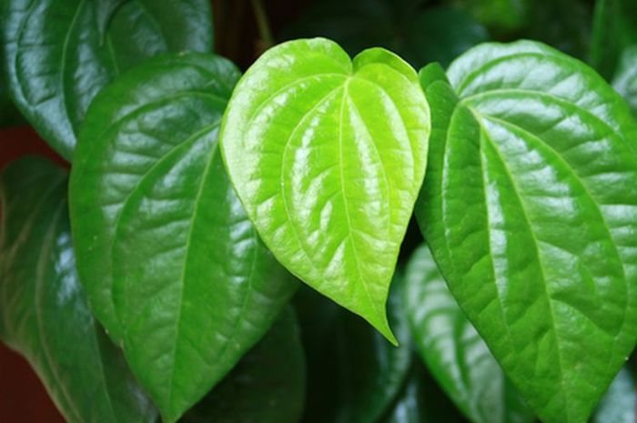 Kirain Mau Nyirih Sampai Borong Daun Sirih di Pasar, Ternyata Cuma Buat ...
