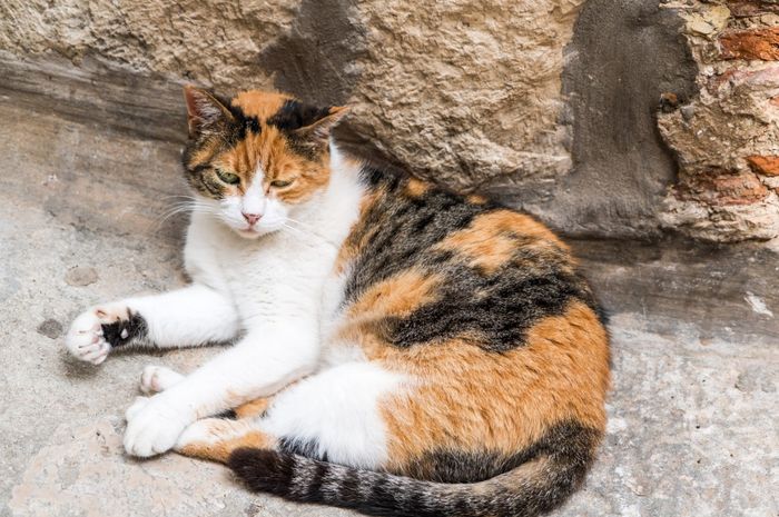 Kalau Bertemu Kucing Calico Jantan, Tandanya Kamu Beruntung! Ini 10 ...