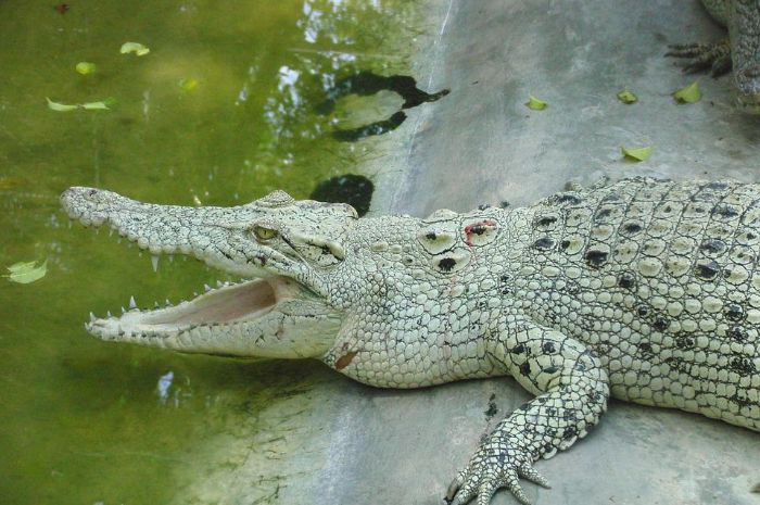 Arti Mimpi Melihat Buaya di Rawa-rawa Ada Kaitan dengan Rencana yang ...