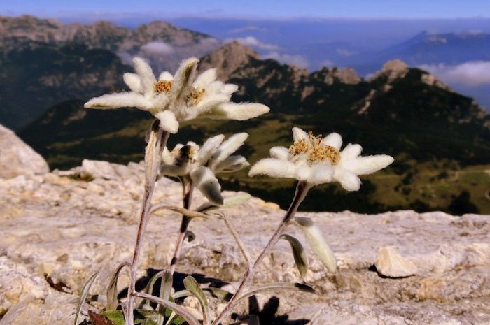 Kapan Bunga Edelweiss Ditemukan? | Adjar