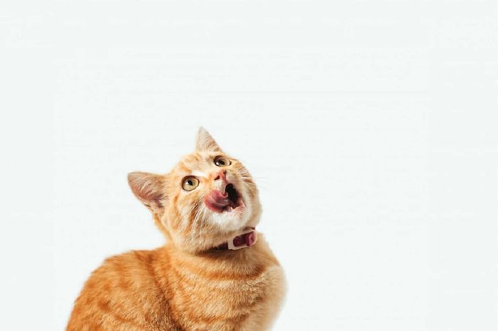 7 Kucing Paling Aktif di Dunia, Cocok untuk Mengusir Sepi di Rumah - Kids