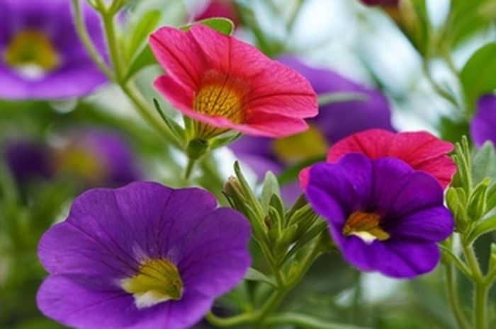 Butuh Banyak Sinar Matahari, Ini 5 Bunga Cantik yang Cocok Ditanam di ...