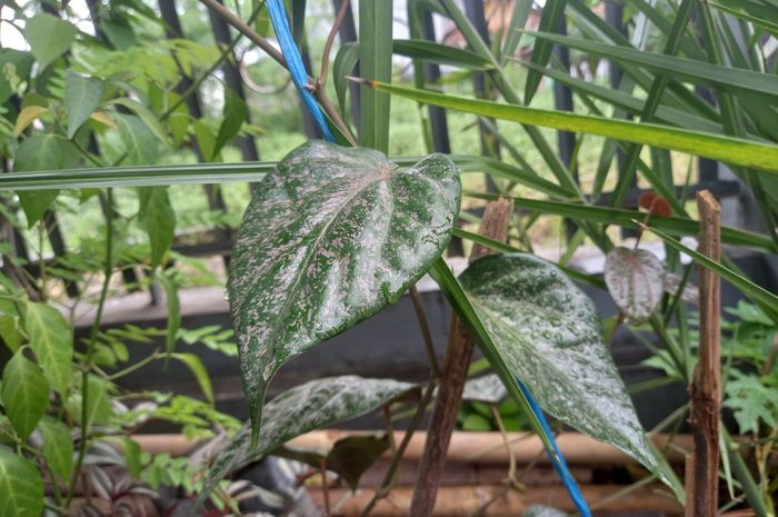 Apa Saja Penyebab Daun Tanaman Menguning? Ternyata karena 5 Alasan Ini ...