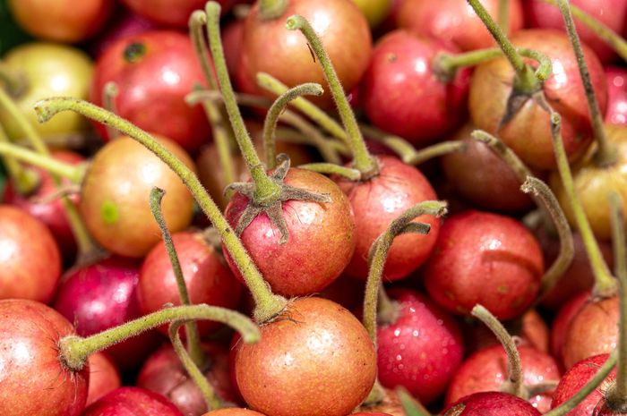 Dibuang-buang Kalau Panen, Talok Atau Kersen Diam-diam Bisa Cegah ...