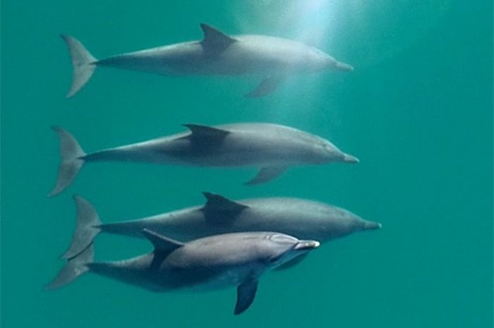 Dunia Hewan: Lumba-lumba Punya Jaring Aliansi Terbesar di Luar Manusia - National Geographic