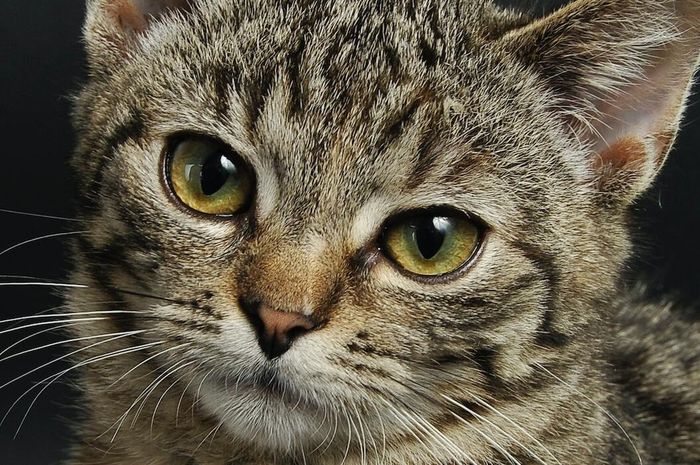 Tidak Hanya Berwarna Unik, Inilah Kehebatan Khusus yang Dimiliki Mata ...