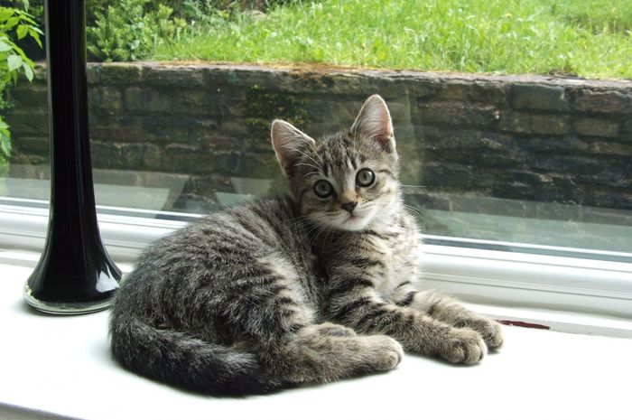 3 Cara Mengetahui Usia Kucing yang Harus Diketahui Pemilik, Apa Saja ...