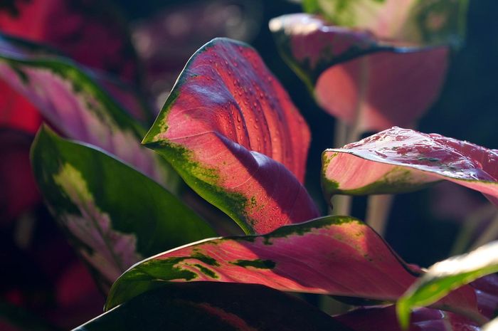 Wajib Tahu! Ini 5 Penyebab Daun Aglonema Menguning dan Cara ...