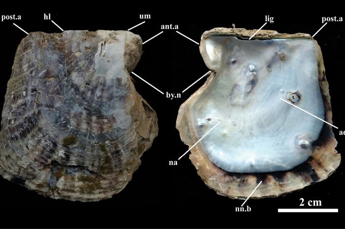 Spesies Baru Tiram Mutiara di Tenggara Teluk Benggala, Utara Aceh ...