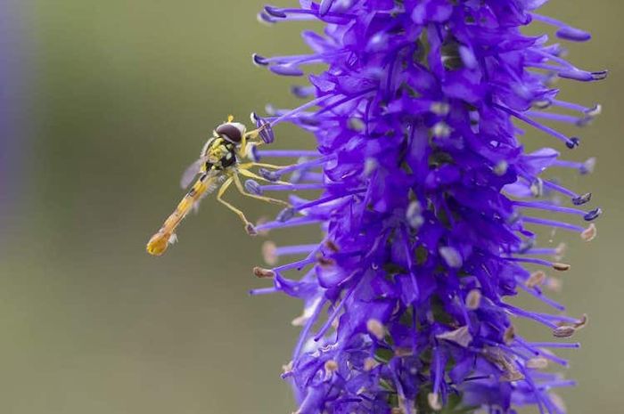 Warna Nila Itu Seperti Apa? - Adjar