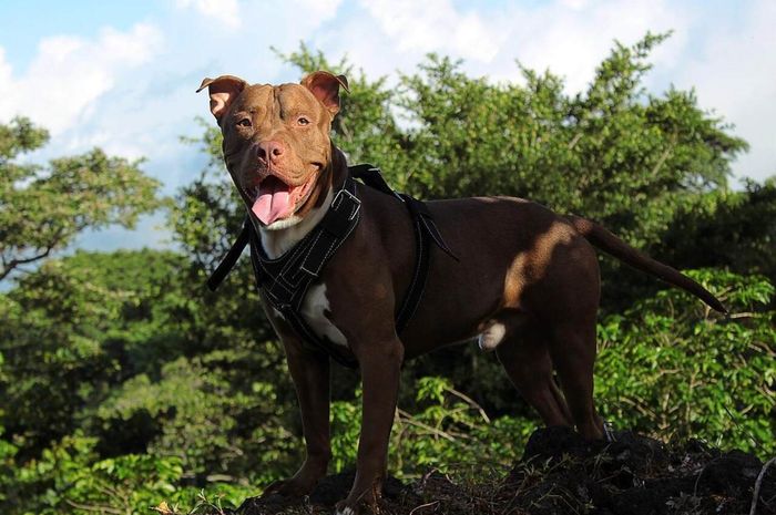 Ada German Shepherd hingga Doberman Pinscher, Ini 6 Ras Anjing Penjaga ...