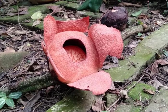 Apa Bunga Terkecil dan Terbesar di Dunia - Adjar