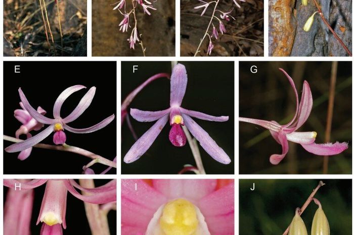 Ahli Botani Butuh 30 Tahun Mencari 4 Spesies Baru Anggrek di Australia ...