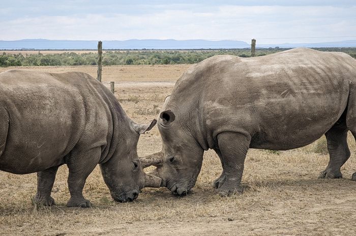 Dunia Hewan: Teknologi Canggih Membantu Pelestarian Badak Putih Utara ...