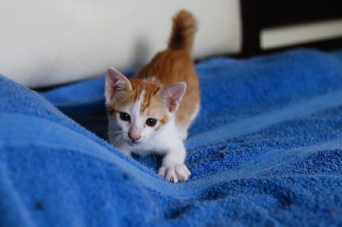 Kenapa Kucing Suka Memijat dan Mencakar Benda di Sekitarnya? - Bobo Kenapa Kucing Suka Memijat dan Mencakar Benda di Sekitarnya? - Bobo