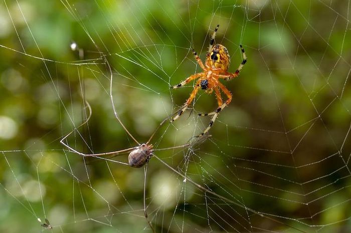 Apakah Laba-Laba Termasuk Serangga? - Adjar