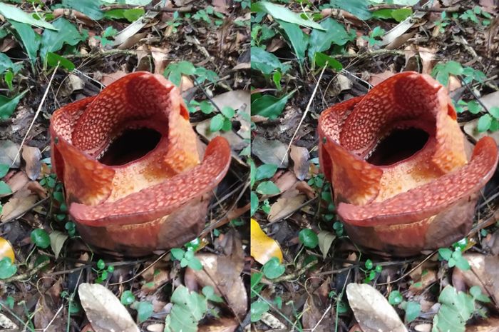 Bunga Padma Raksasa, Rafflesia Arnoldi R.Br Mekar di Kebun Raya Bogor