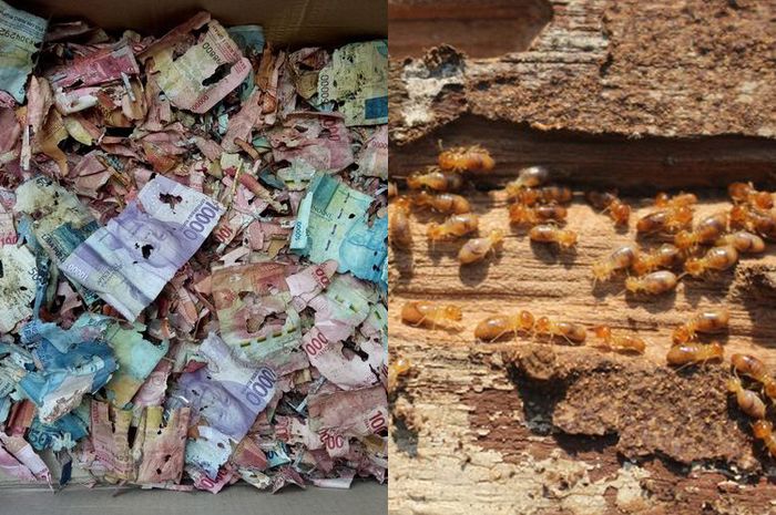 Heboh Uang Haji Habis Dimakan Rayap, Sebelum Terlambat Cukup Pakai Cuka untuk Mengusirnya ...