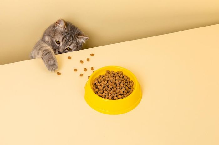 7 Makanan Manusia yang Aman Dikonsumsi Kucing, dari Apel hingga Bayam ...