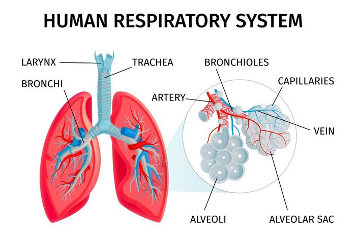 Punya 300 Juta Alveolus, Ini Fakta Menarik Saluran Pernapasan Manusia ...