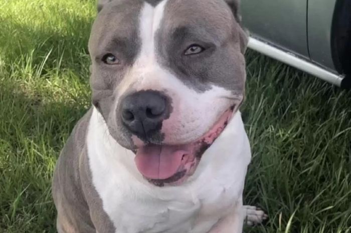 Penuh Haru, Ini Kisah Anjing Hilang yang Kembali Temukan Keluarganya - Bobo