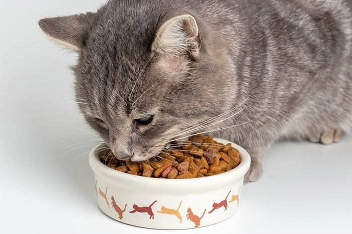 5 Rekomendasi Makanan Kering Kucing yang Sehat dan Bergizi! - Semua ...