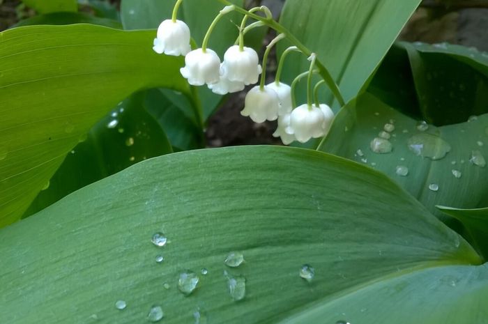 Punya Makna Mendalam, Ini Fakta Bunga Lily of the Valley Kesukaan Ratu ...